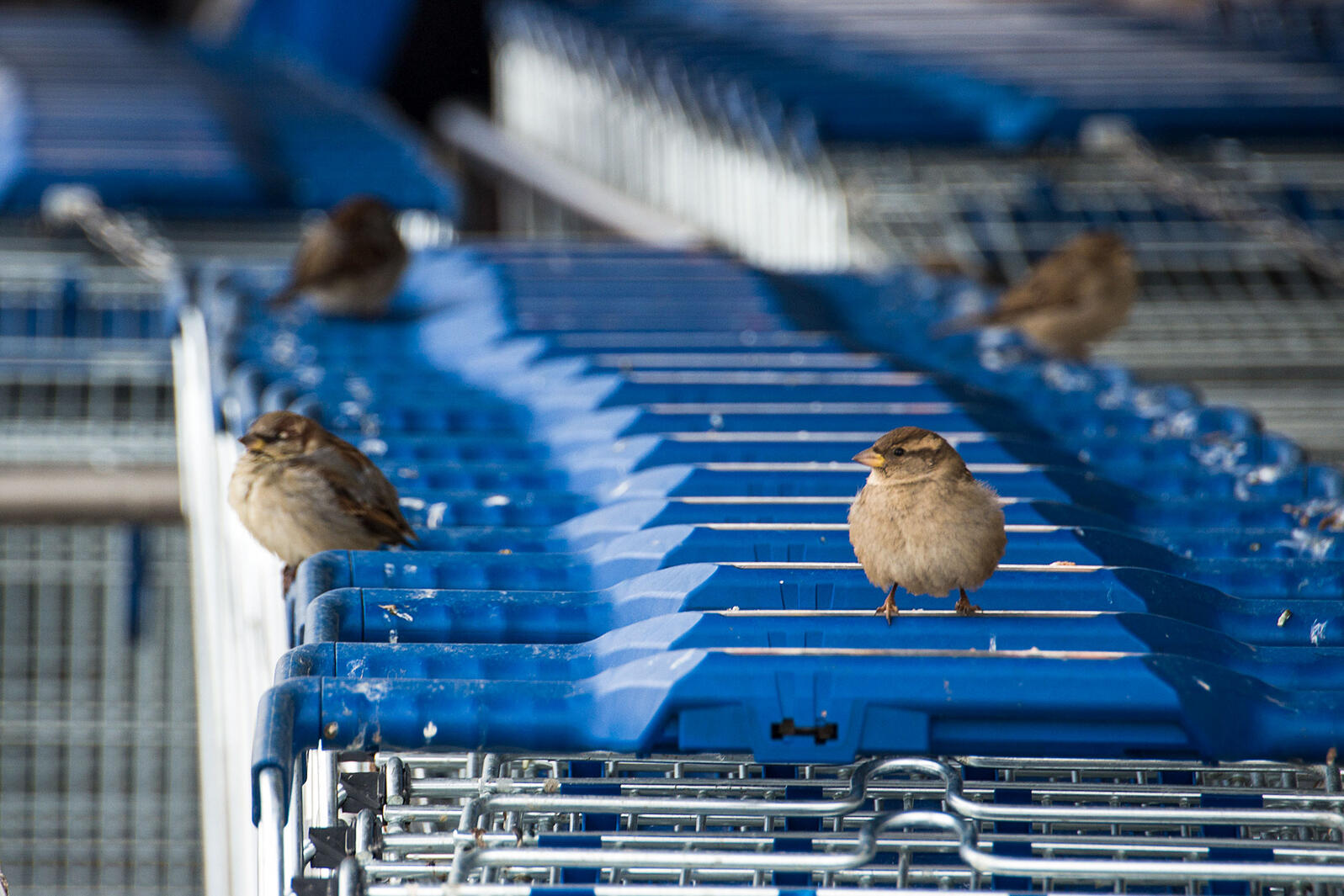 What Happens When Birds Invade Stores? | Audubon