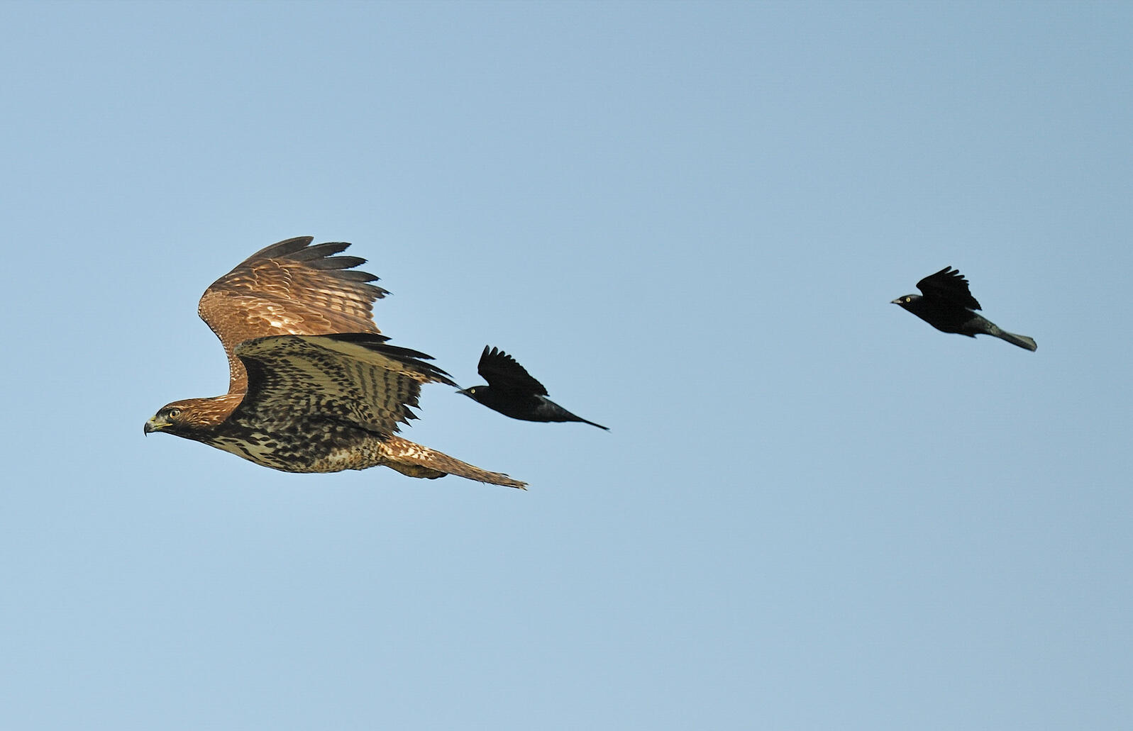 Mobbing: When Smaller Birds Join Forces to Fend Off Larger Birds | Audubon