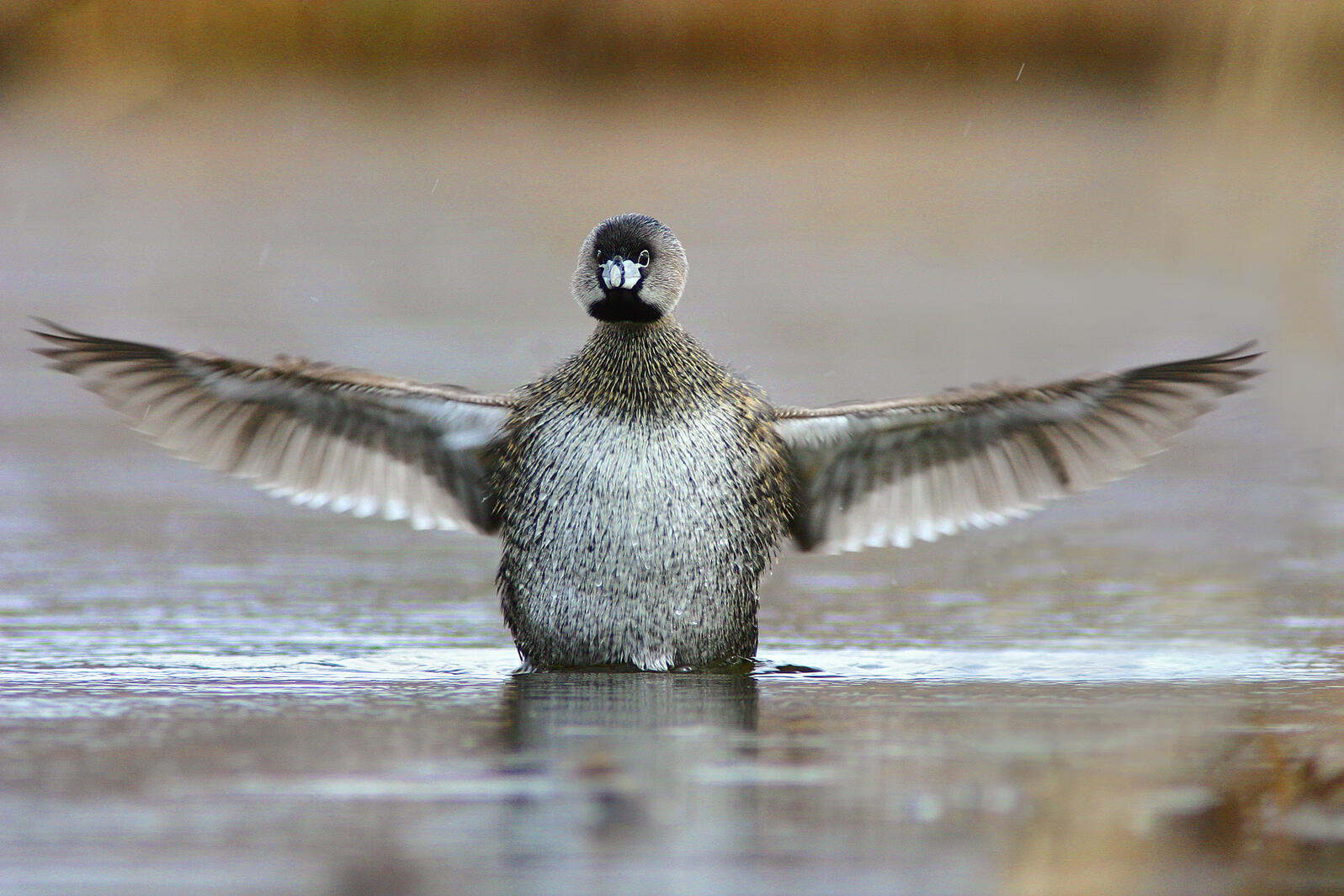 Why Do Waterbirds Land In Parking Lots? | Audubon