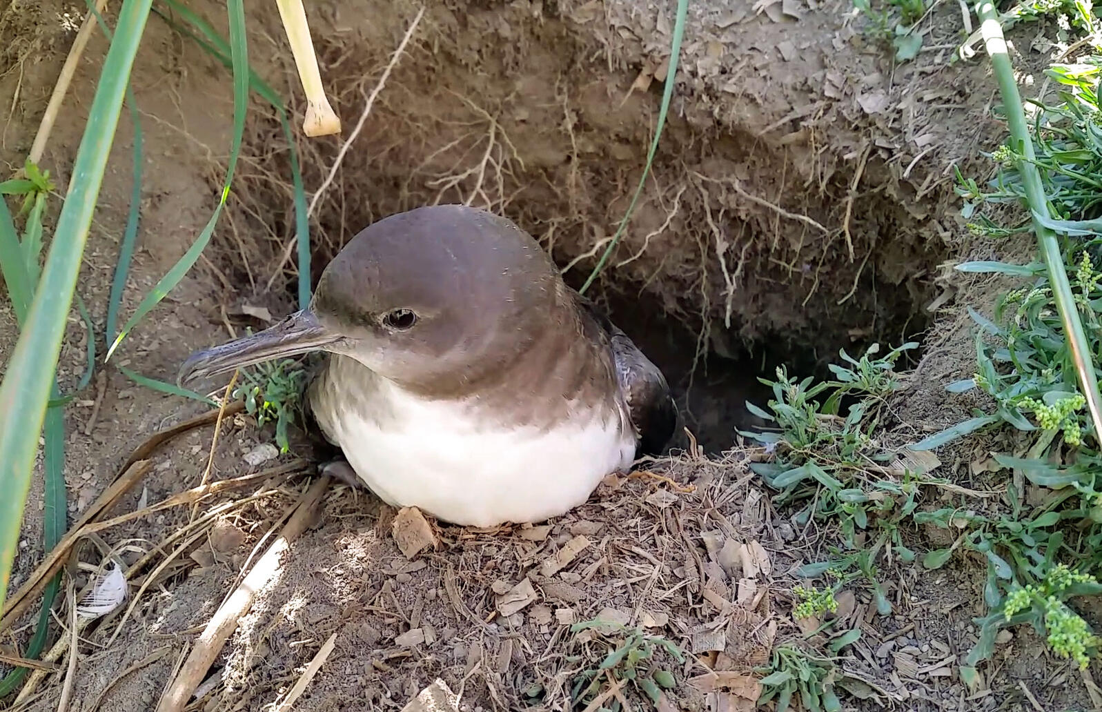 New Zealand’s Rare Hutton’s Shearwater Rebounds Despite Brutal ...
