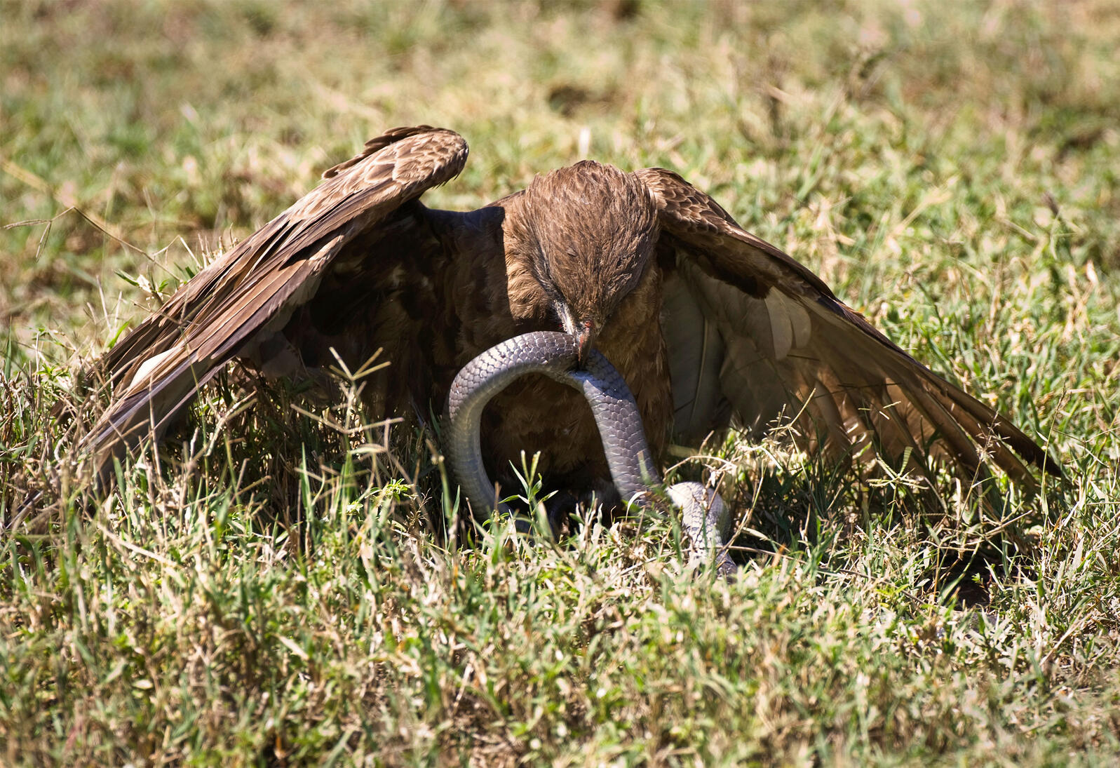 Snake-eagles Are a Serpent's Worst Nightmare | Audubon