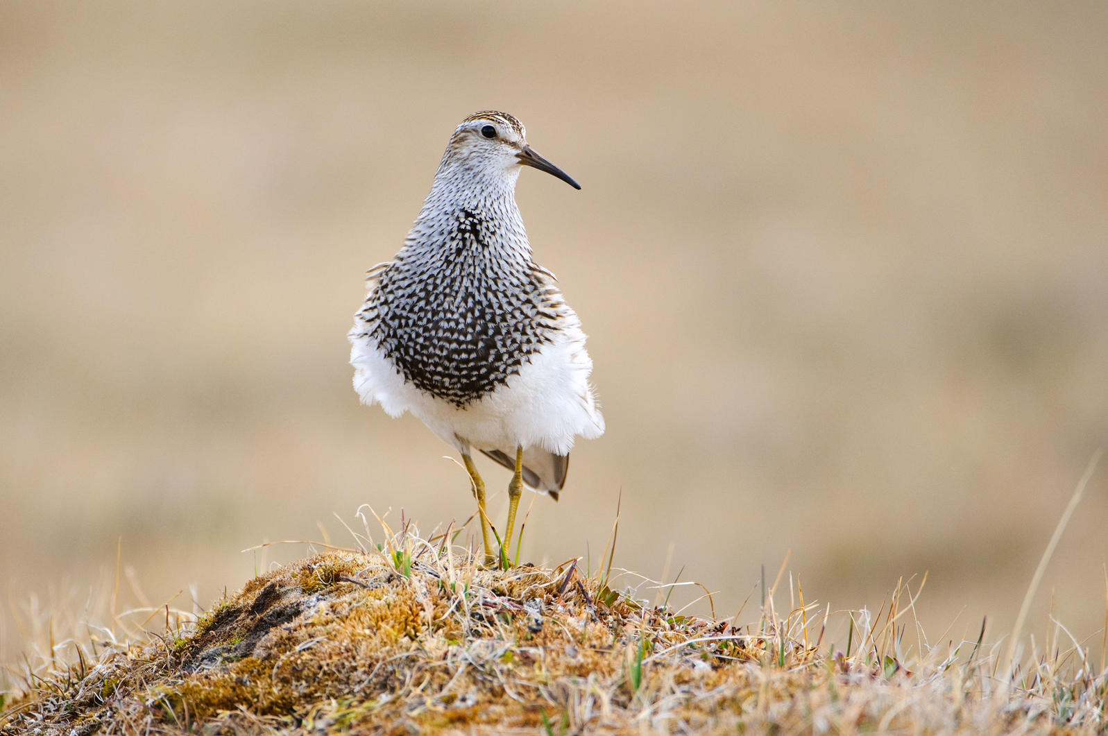 Listen to the Pectoral Sandpiper's Amazing Aerial Mating Display | Audubon