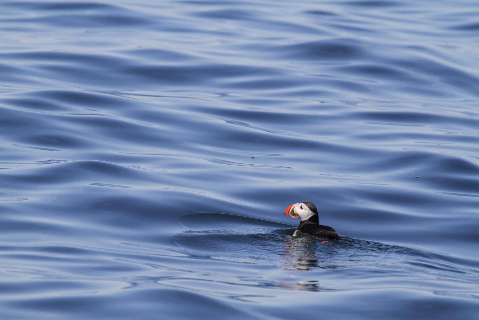 Audubon Scientists Uncover Winter Home of Maine Atlantic Puffins | Audubon