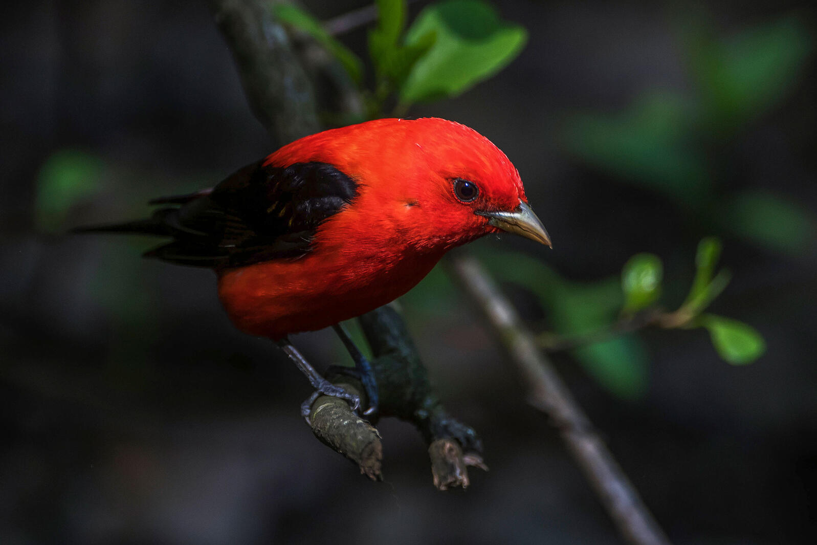 The Gorgeous Scarlet Tanager Is a Delightful Summer Treat | Audubon
