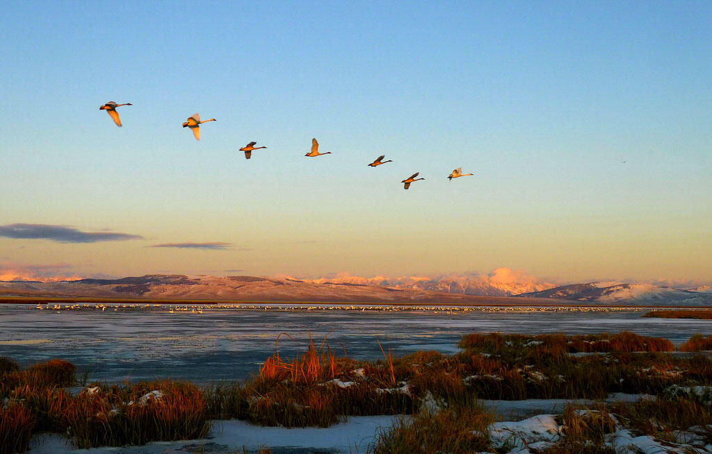 Seven Great National Wildlife Refuges Everyone Should Visit | Audubon ...