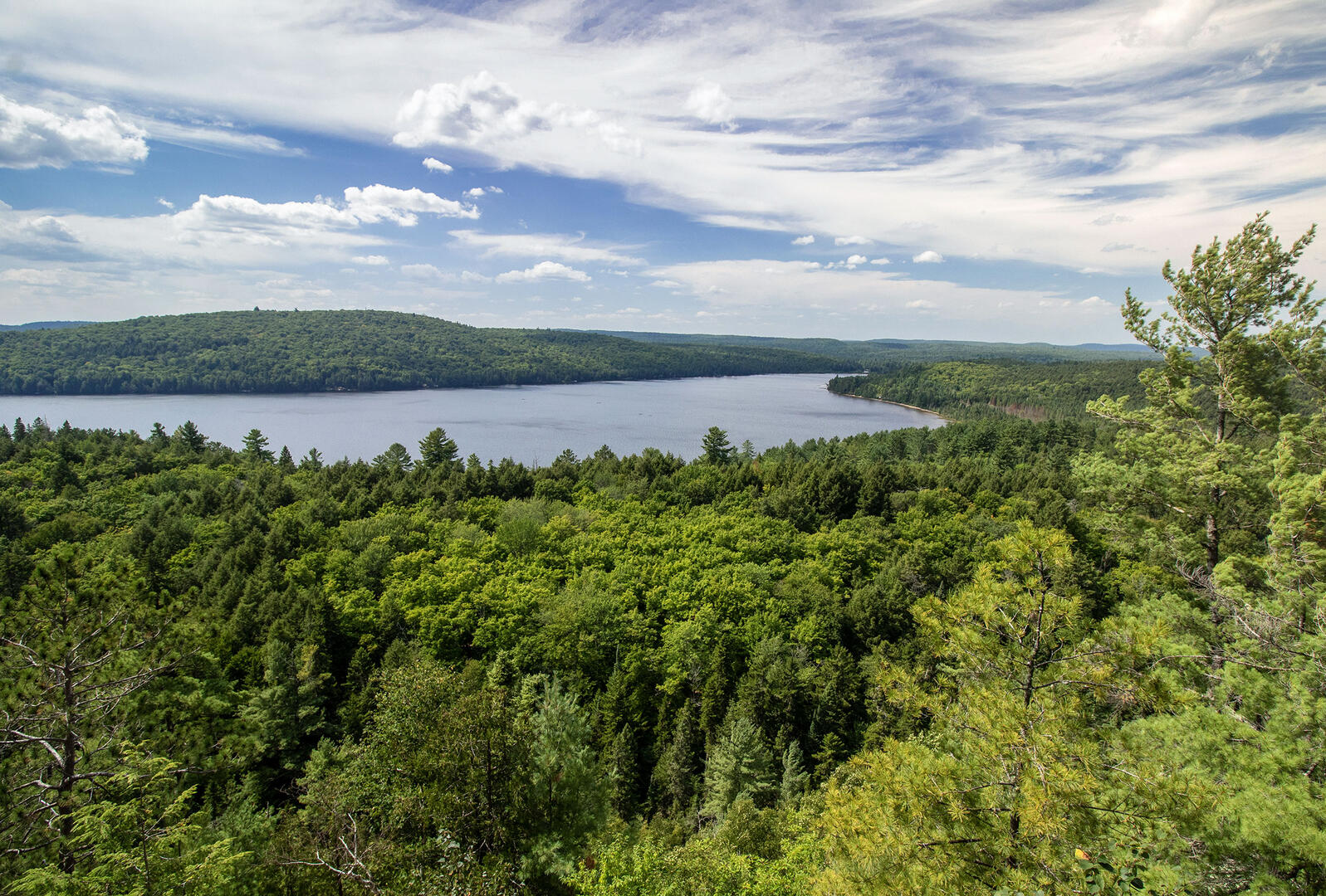 Canada's Boreal Forest Provides Hope Amid News of Staggering Bird Loss ...