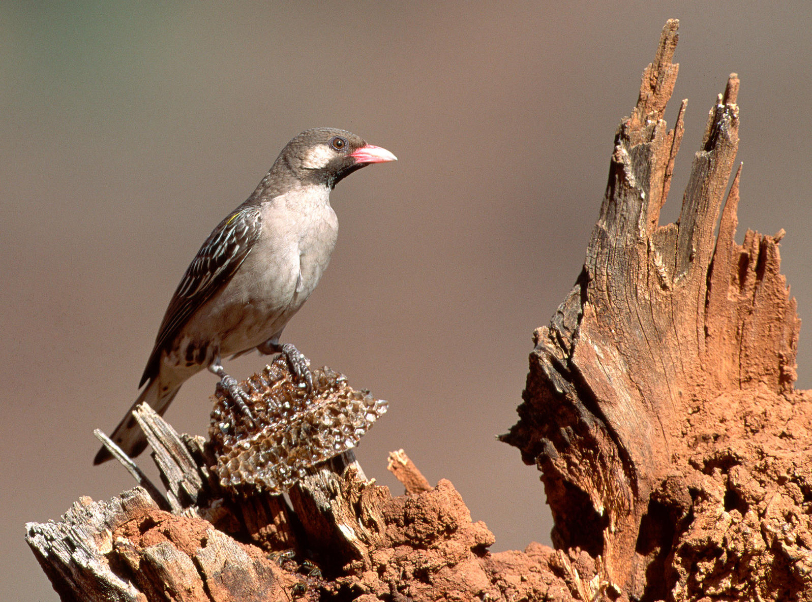 How to Find Treasure With a Honeyguide's Help | Audubon
