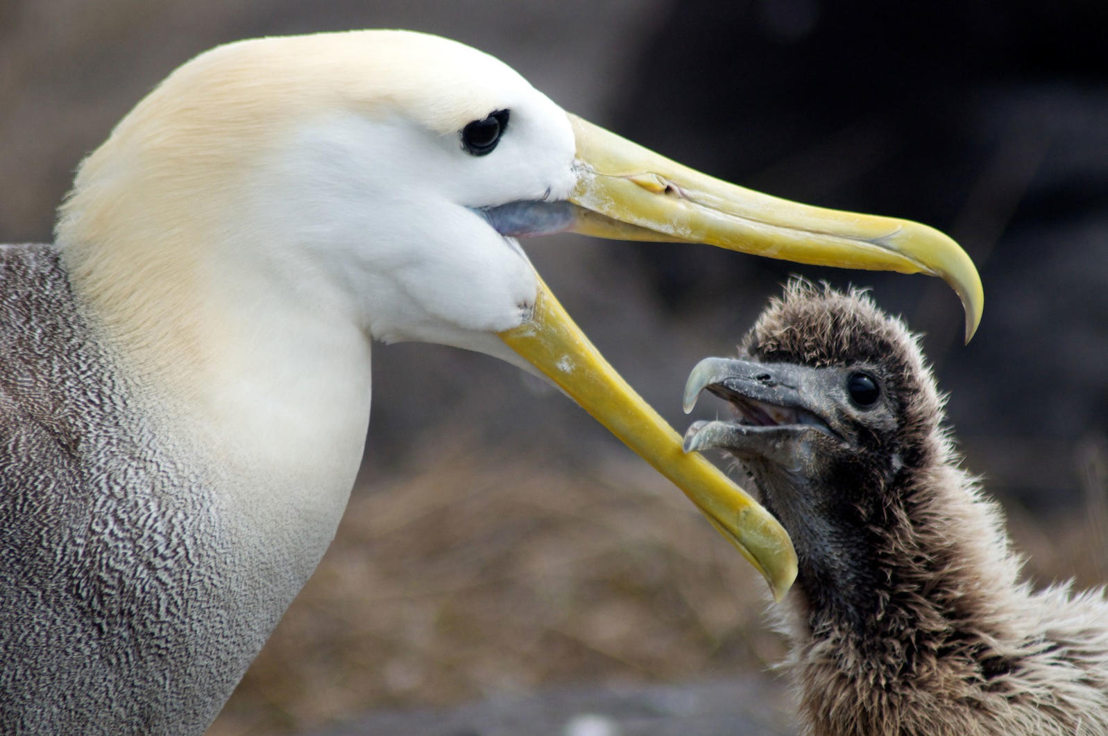 California Congressman Introduces Bill to Reduce Seabird Deaths | Audubon