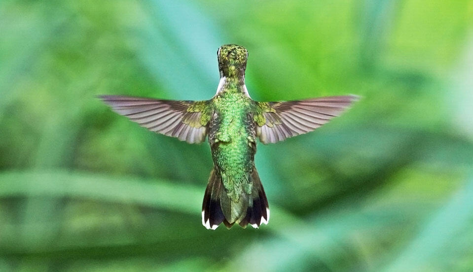 Hummingbirds Inspire Drone Design | Audubon