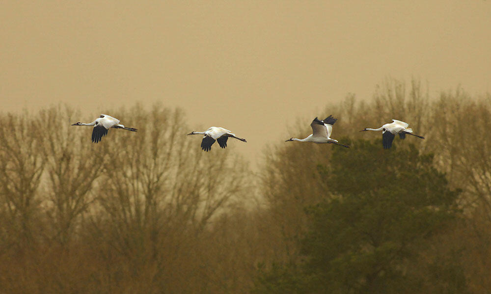 In New Plan, Baby Whooping Cranes to Be Led by Parents, Not Planes ...