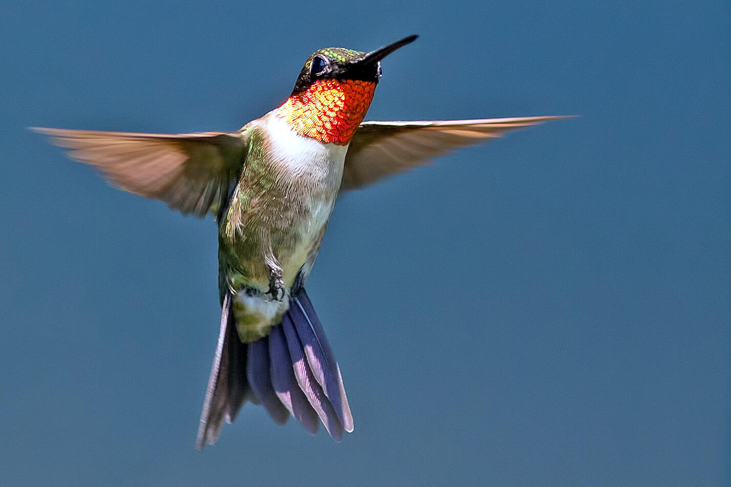 A Hummingbird for All Seasons | Audubon