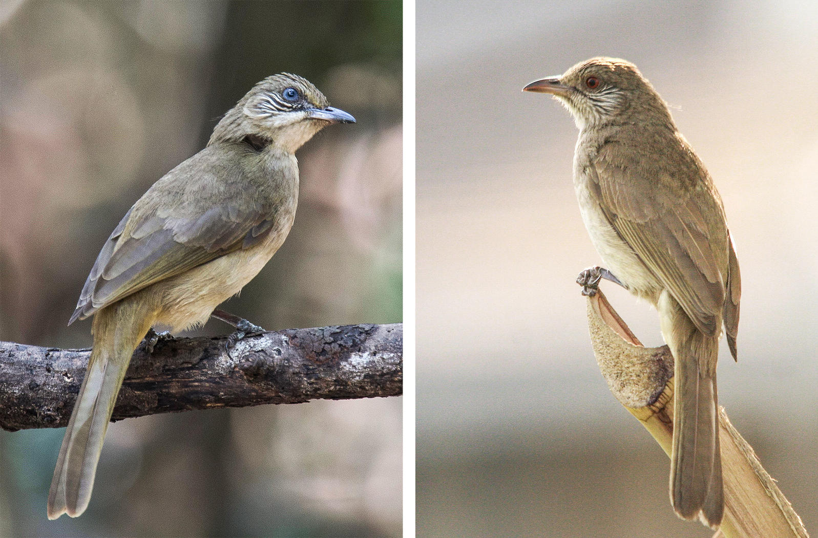 New Bulbul Species Was Hiding in Plain Sight, Scientists Say | Audubon