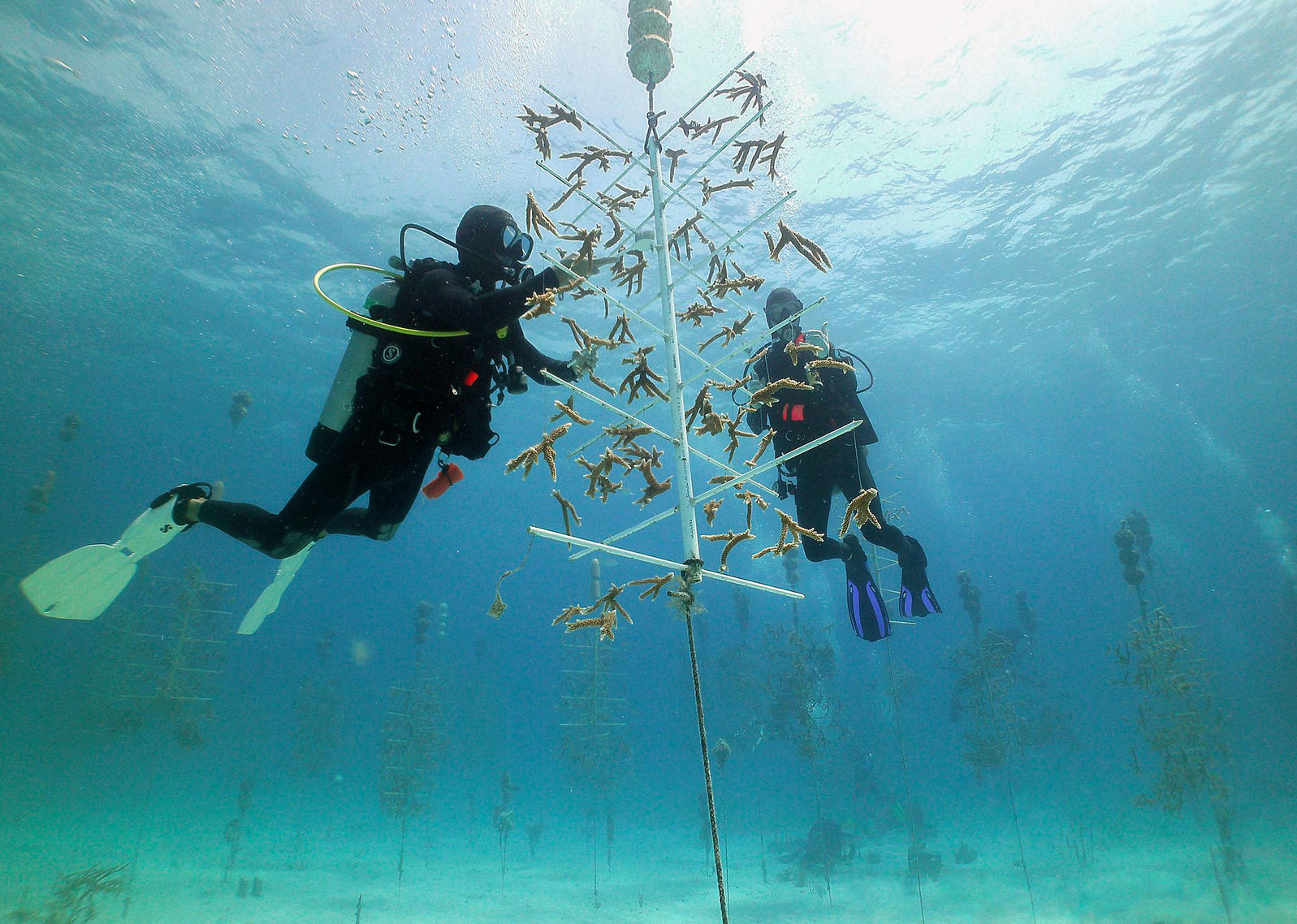Meet the People Fighting to Rebuild Coral Reefs | Audubon