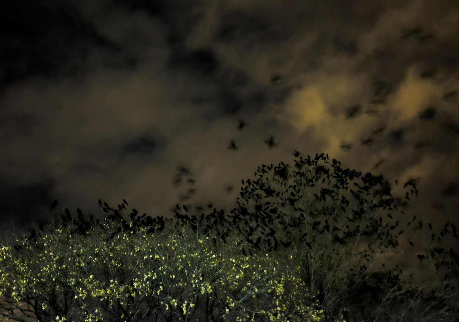 Where Crows Go at Night | Audubon