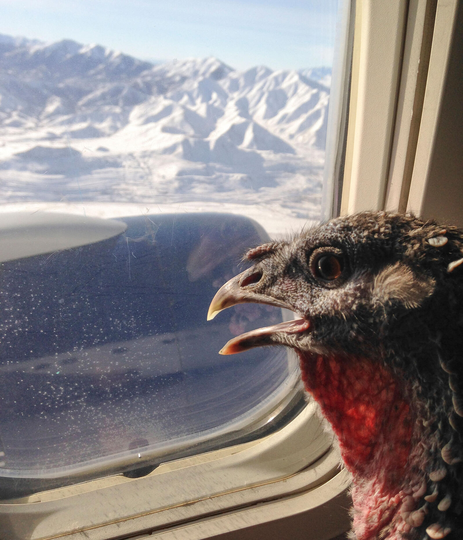 Why Turkeys And Other Birds Make Great Therapy Animals | Audubon