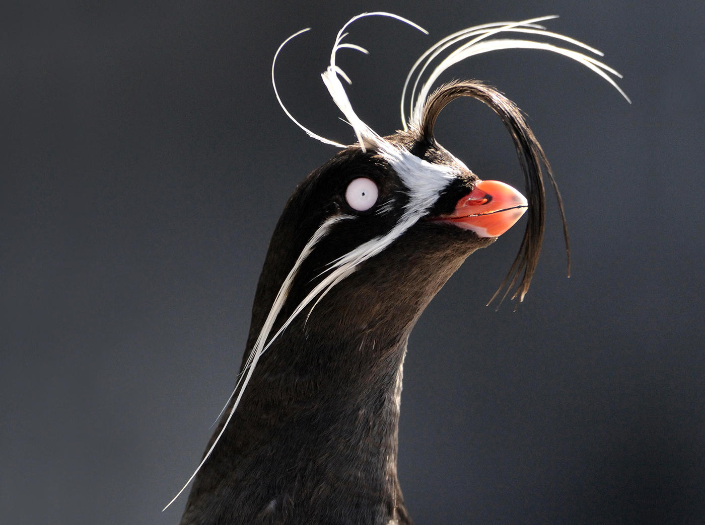 The Auklet's Whiskers—Not Just for Show | Audubon