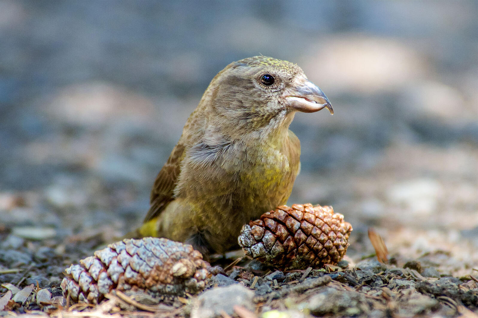 Nearly Half of the Cassia Crossbill's Population Could Be Lost After ...