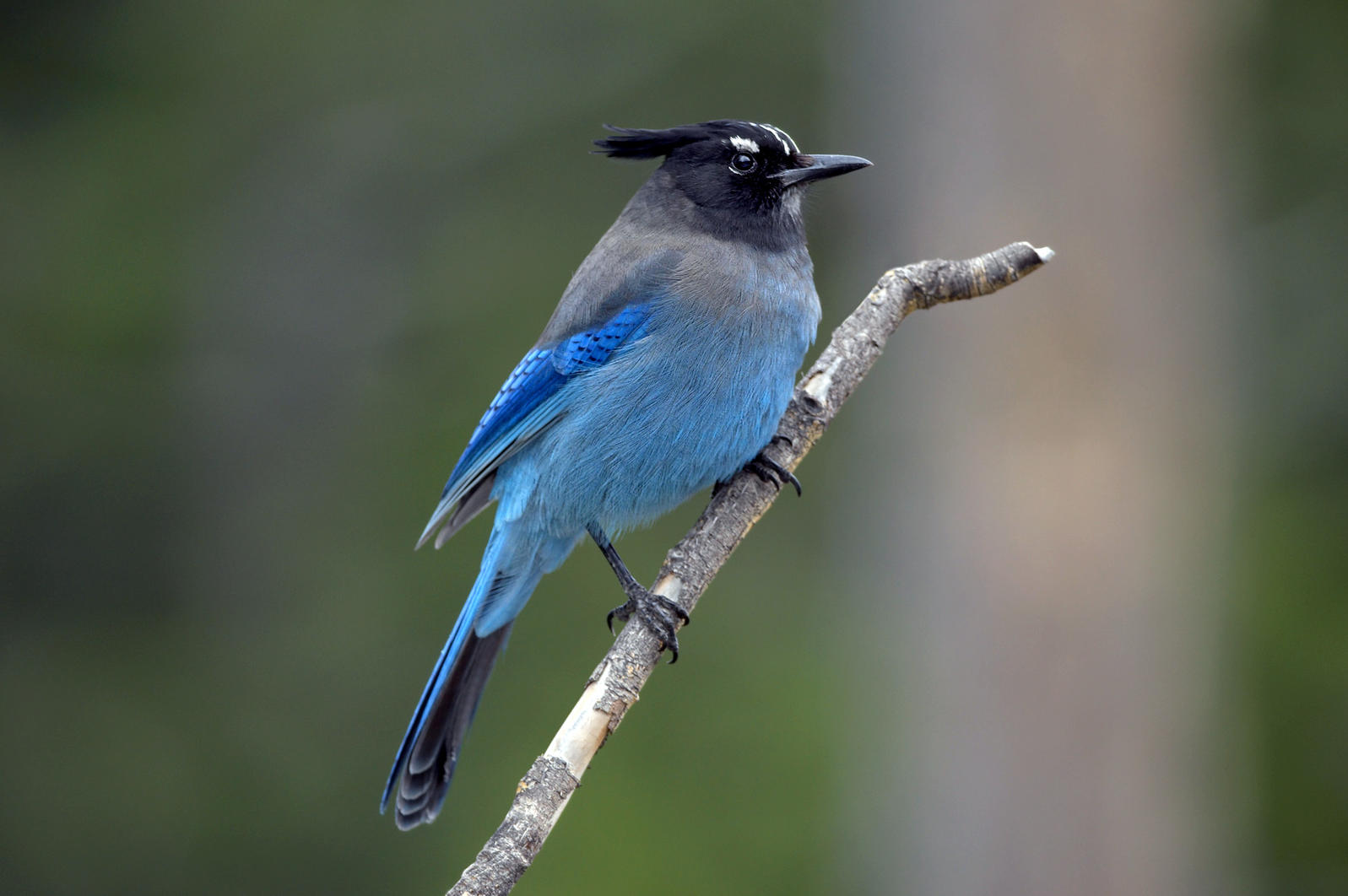 The Unmistakable Cry of the Steller's Jay | Audubon