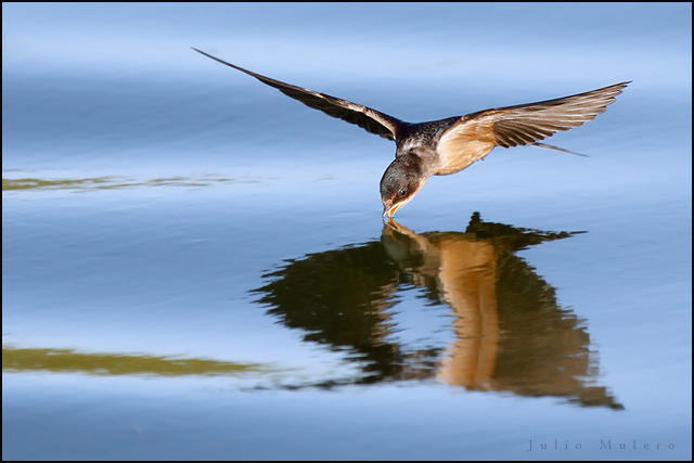 In a Reversal of Roles, Fish Eats Birds | Audubon