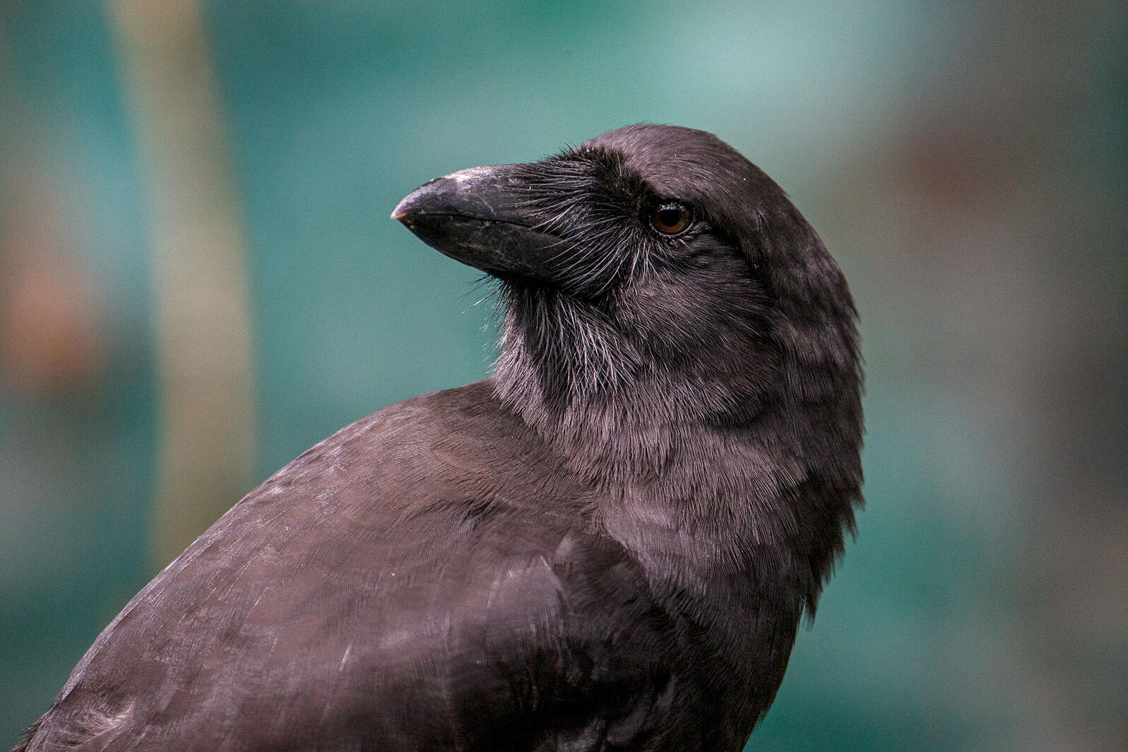 Reintroduced Hawaiian Crows Are Learning How to Live in the Wild | Audubon