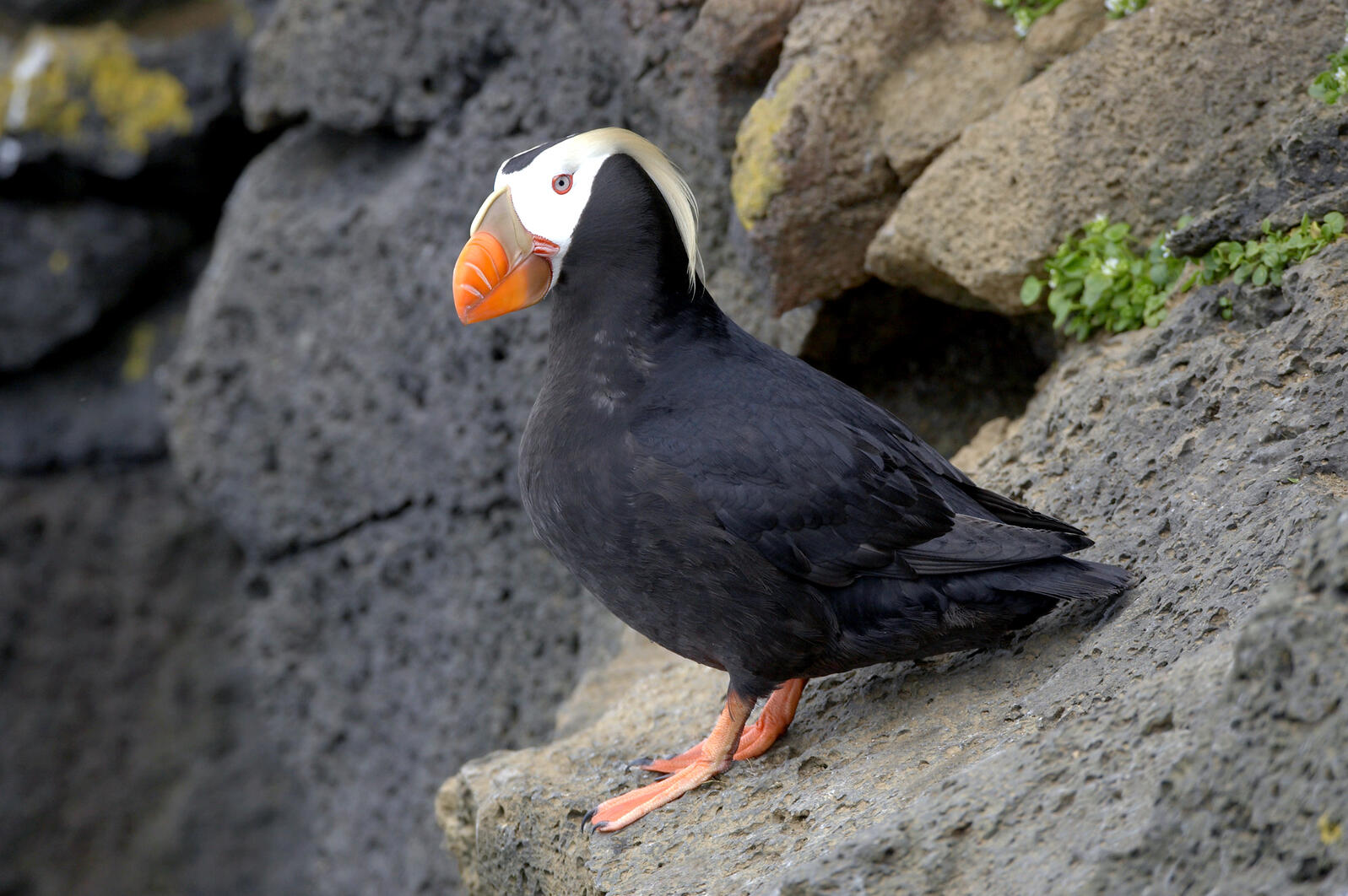 Puffins: Clowns of the Sea | Audubon
