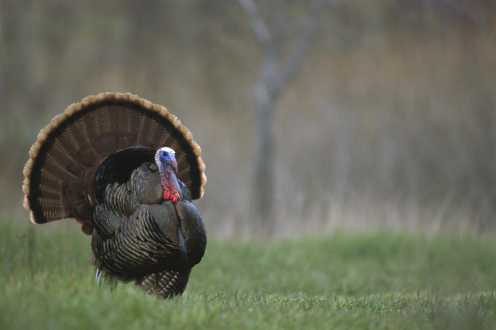 Art of Seduction: Some Birds’ Exotic Breeding Attire Goes Beyond Flashy ...