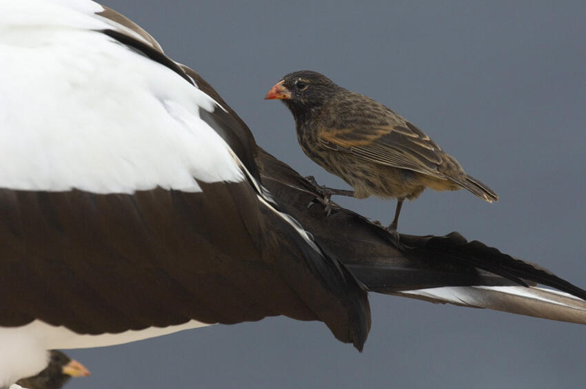 Nature's Real Vampires | Audubon