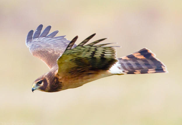 Whatever Happened to the Marsh Hawk and Sparrow Hawk? | Audubon