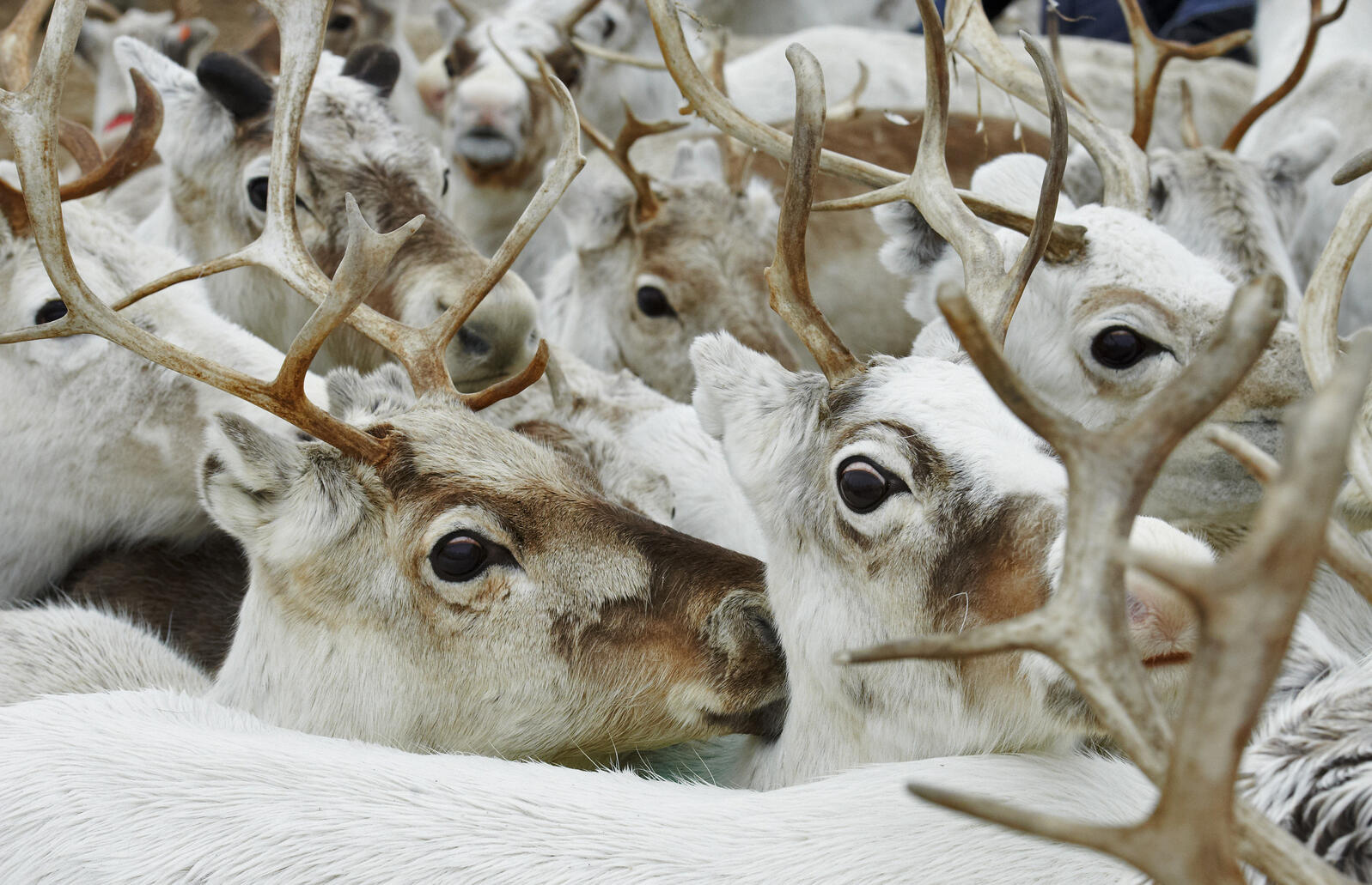 Arctic Reindeers’ Eyes Change Colors with the Seasons | Audubon