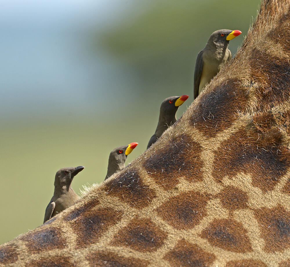 Photo of the Day: Yellow-billed Oxpeckers | Audubon