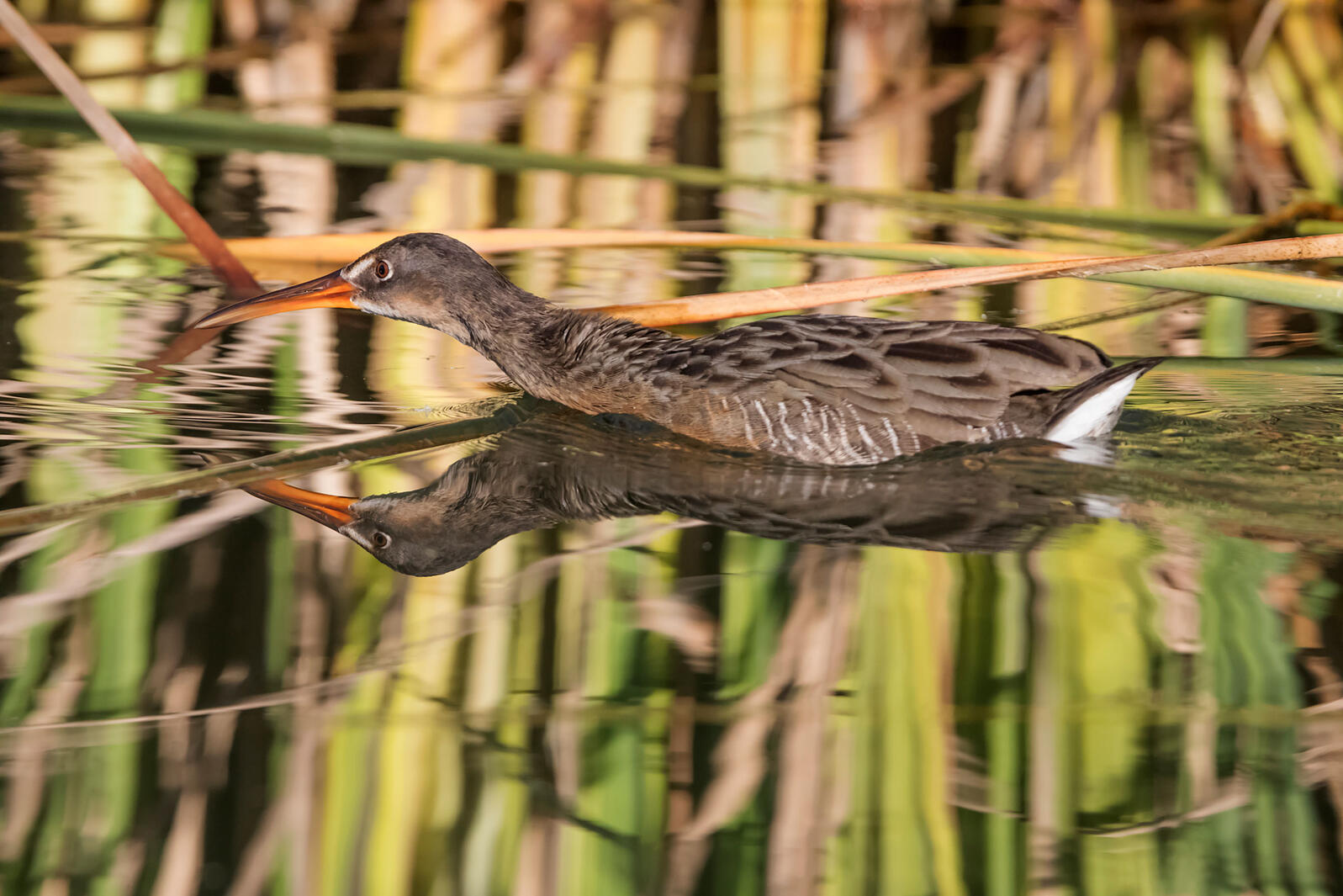 Bird Abundance Increases in Colorado River Delta after 2014 Pulse Flow ...
