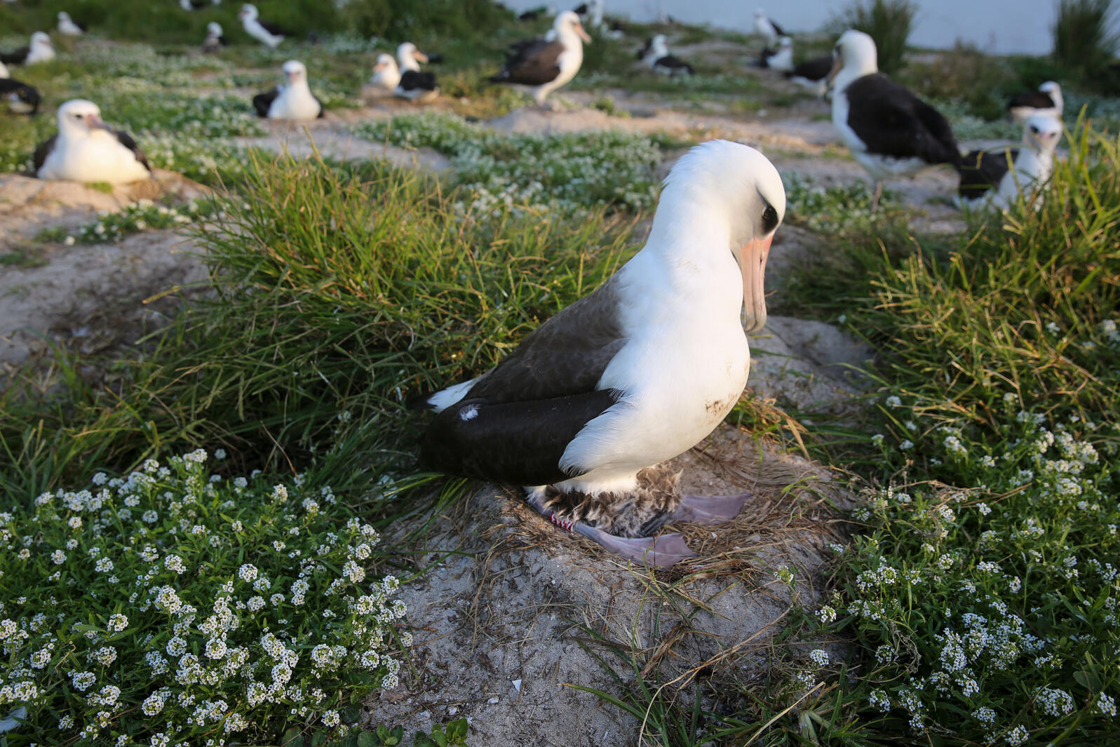 The First Half of 2020 Included Some Good News for Birds | Audubon