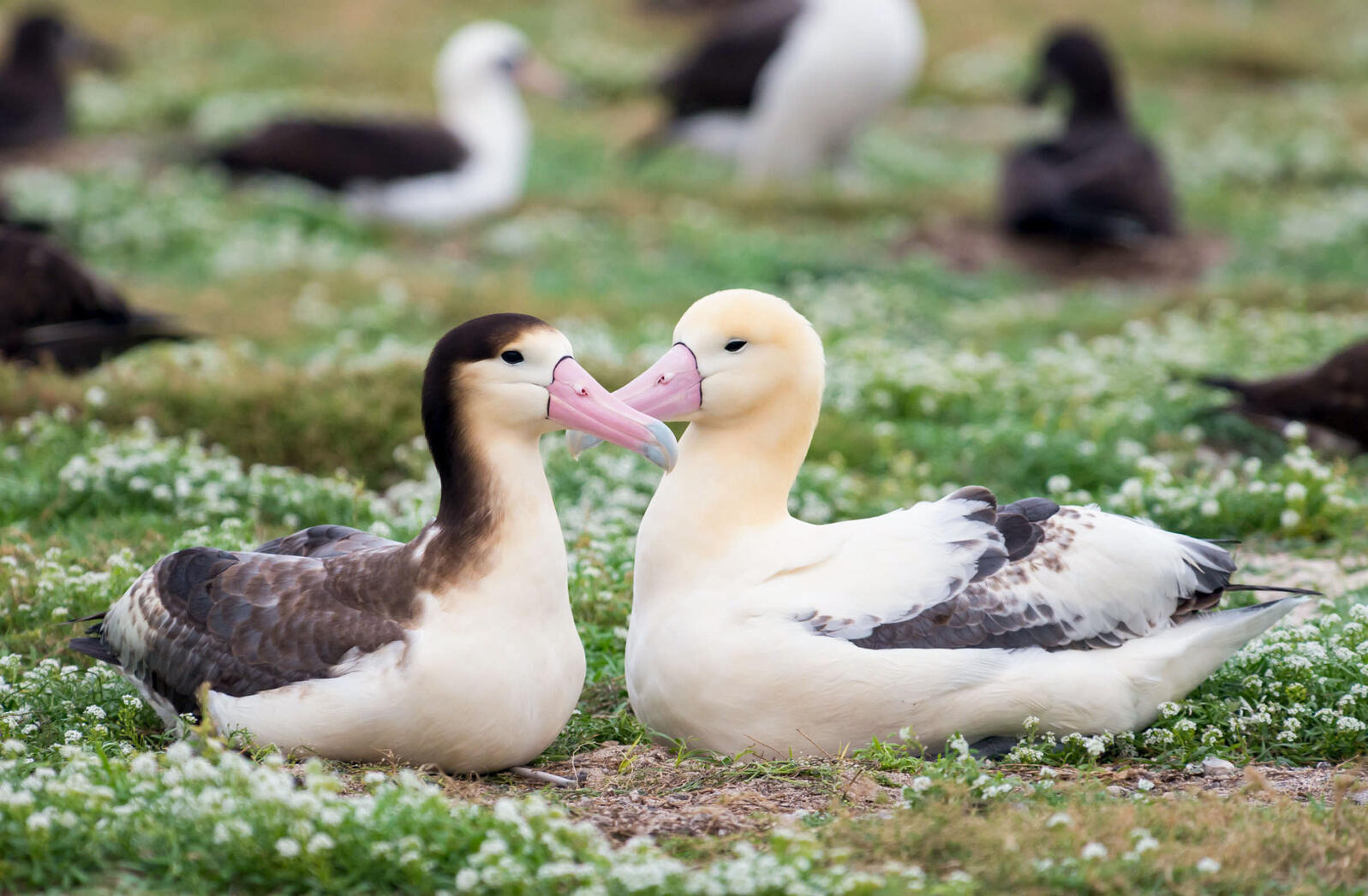 These Mighty Birds Connect People Across the Pacific Ocean Every Year ...
