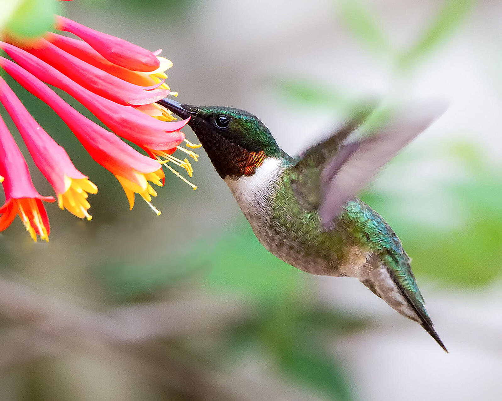 Create A Hummingbird Haven With Native Flowering Plants Audubon Create A Hummingbird Haven With Native Flowering Plants Audubon