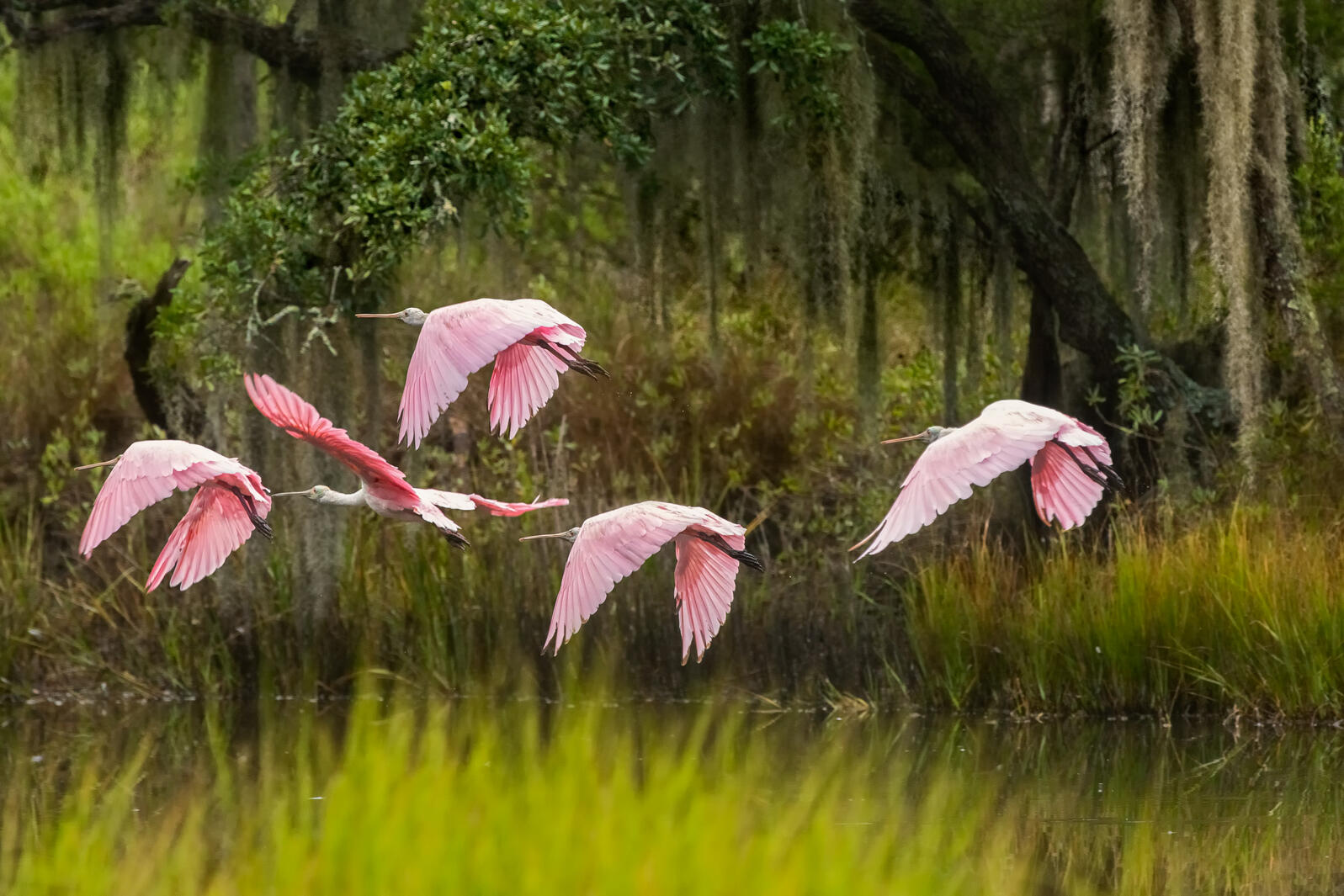Wandering Spoonbills Tell Us What We Need to Protect the Everglades ...