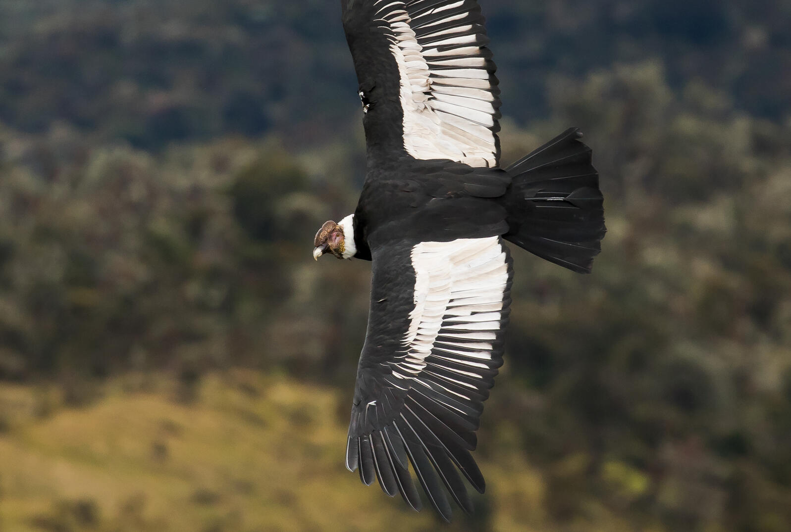 New Study Published on Bird Conservation and Climate Change Across the ...