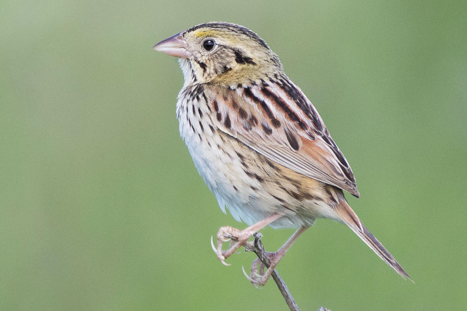 Bipartisan Legislation is an “Ounce of Prevention” Against Wildlife ...