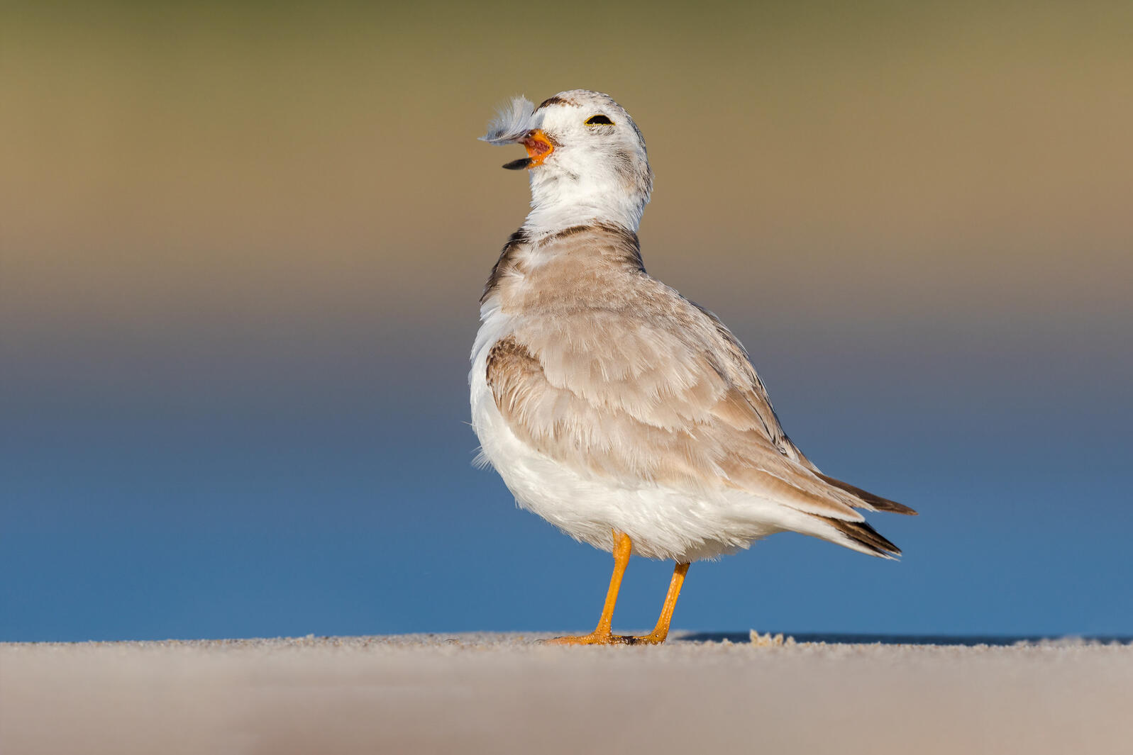 New Science Reveals the Big Impact Stewardship Has on Coastal Birds ...