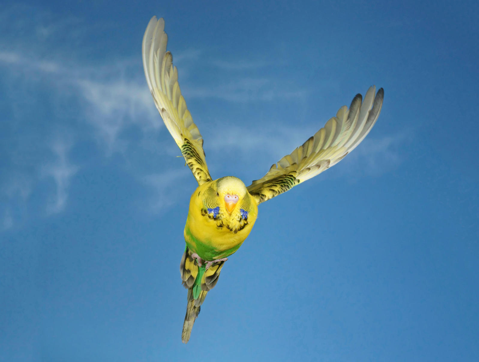 How Birds Avoid Colliding While Flying | Audubon