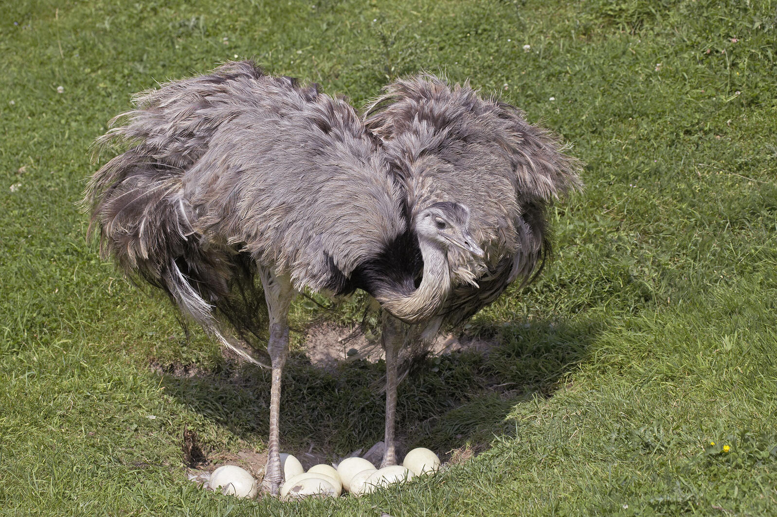 Listen: Greater Rhea Nests Are Filled With Dozens of Whistling Eggs | Audubon