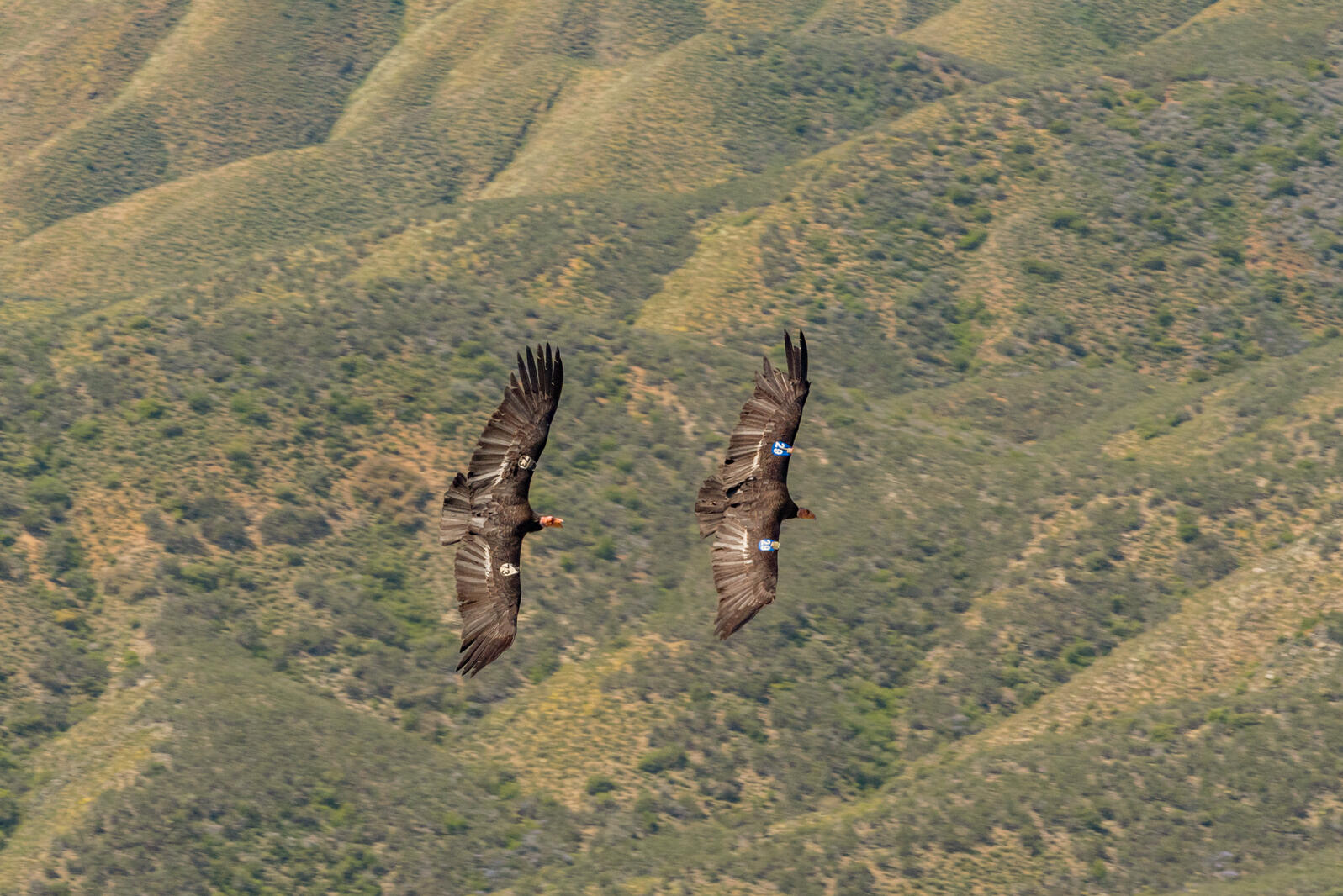Government Proposes First Take Permit for Condor Deaths at a Wind Farm ...