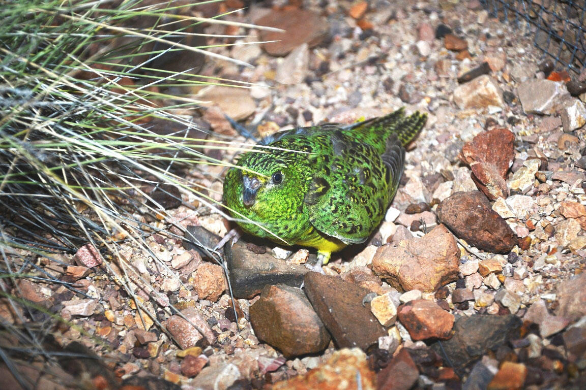New Australian Night Parrots Discovery — Extinct Birds Found Alive ...