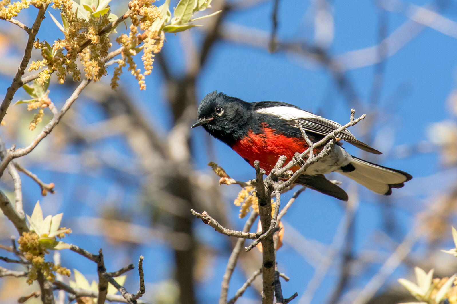 Climate Change Threatens Arizona’s Forest Birds | Audubon