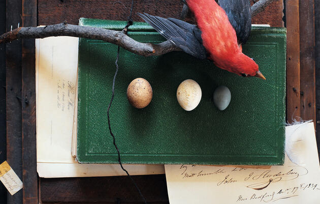About Us | Audubon