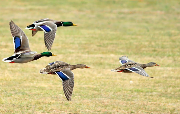 Mallards Are Everywhere, and That’s Great for Wetlands | Audubon