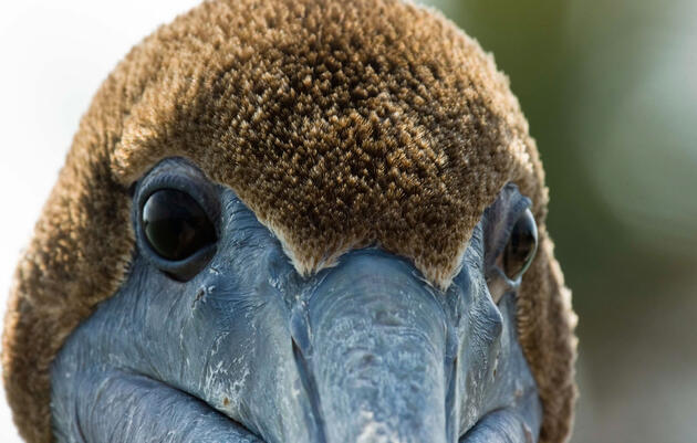 The Journey from Bird Enthusiast to Dedicated Bird Advocate | Audubon