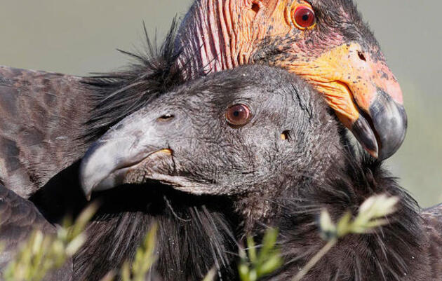 California Condors Achieve a Happy New Milestone | Audubon