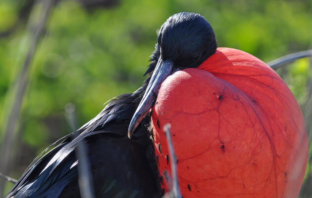 Magnificent Frigatebird | Audubon Field Guide