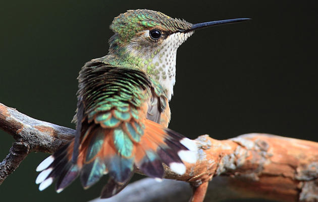 Backyard Birding | Audubon