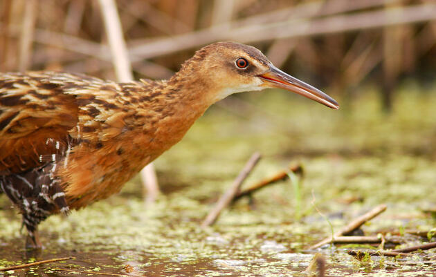 King Rail | Audubon Field Guide